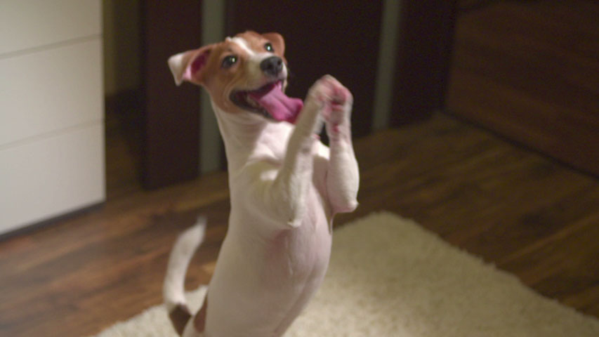 Veterinarian in Millcreek | Vet Near You | Brickyard Animal Hospital