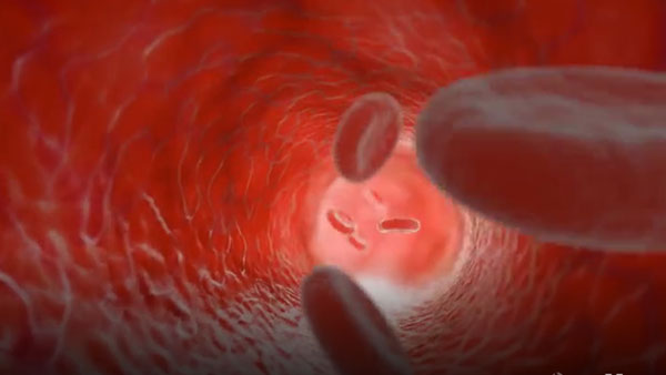 Veterinarian in Millcreek | Vet Near You | Brickyard Animal Hospital